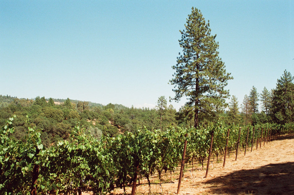 Lone Pine Vineyard – Broc Cellars
